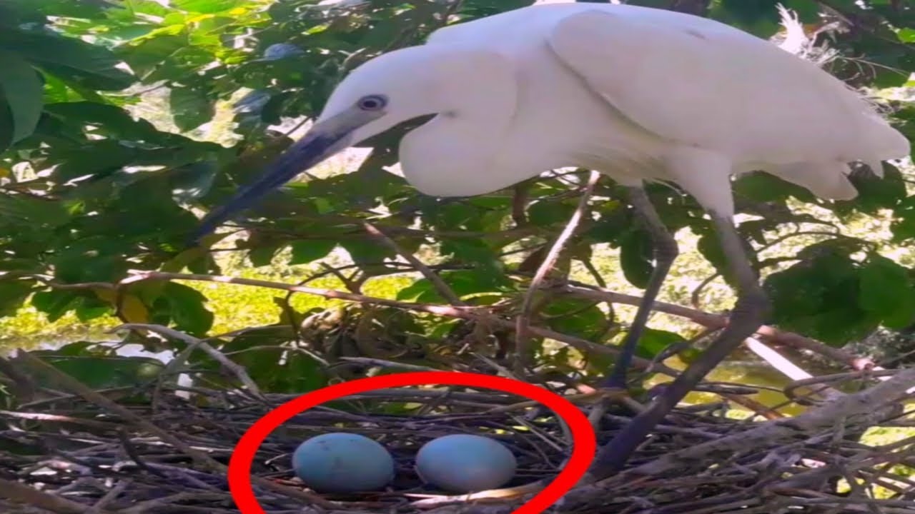 Ep.13Bird Little egret takes care of its eggs (1st nest)#bird - YouTube