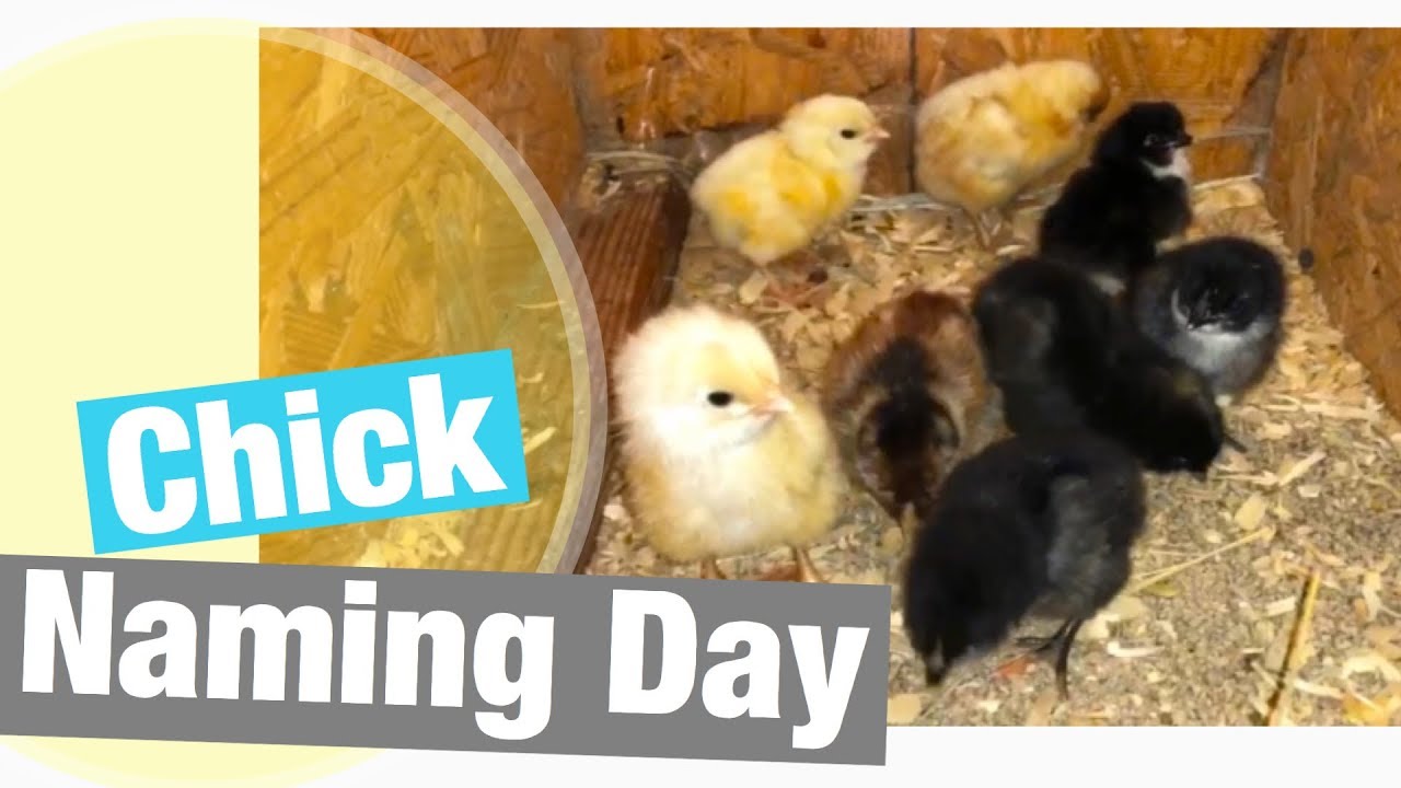 Two Minute Tuesday Chick Naming Day #chicks - YouTube