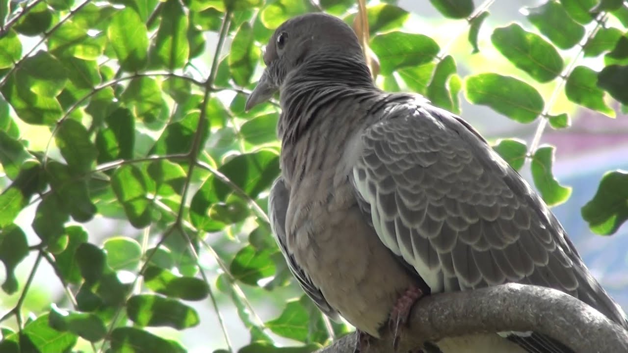 Aves de Brasília - asa-branca ou pomba-verdadeira (Patagioenas picazuro ...