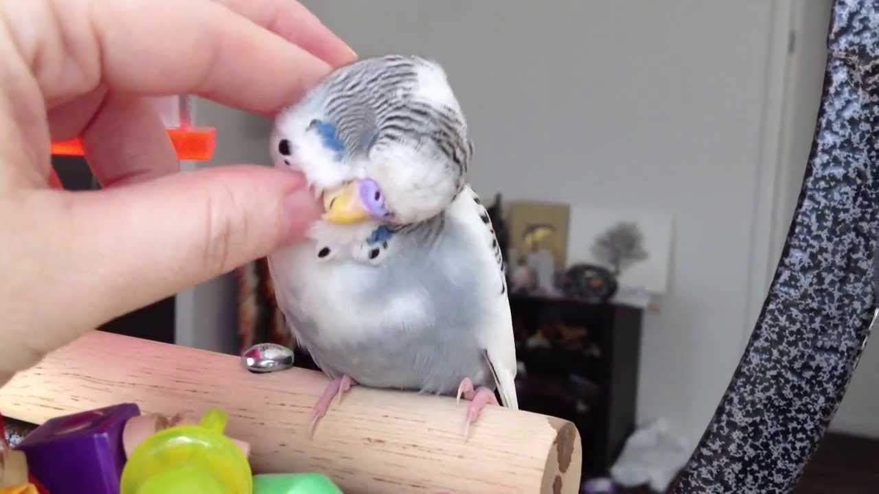 Chibi the Cutest Budgie 💗 - YouTube