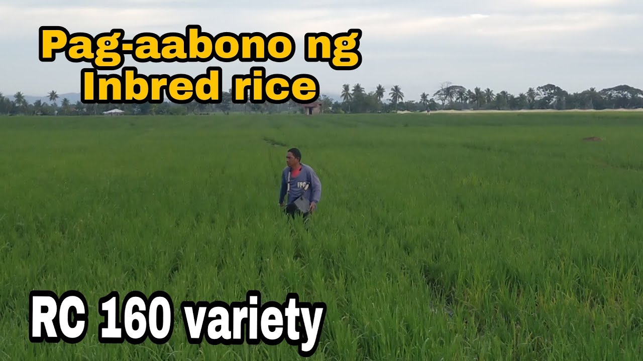 Farm update: Inbred rice , Pag- aabono - YouTube