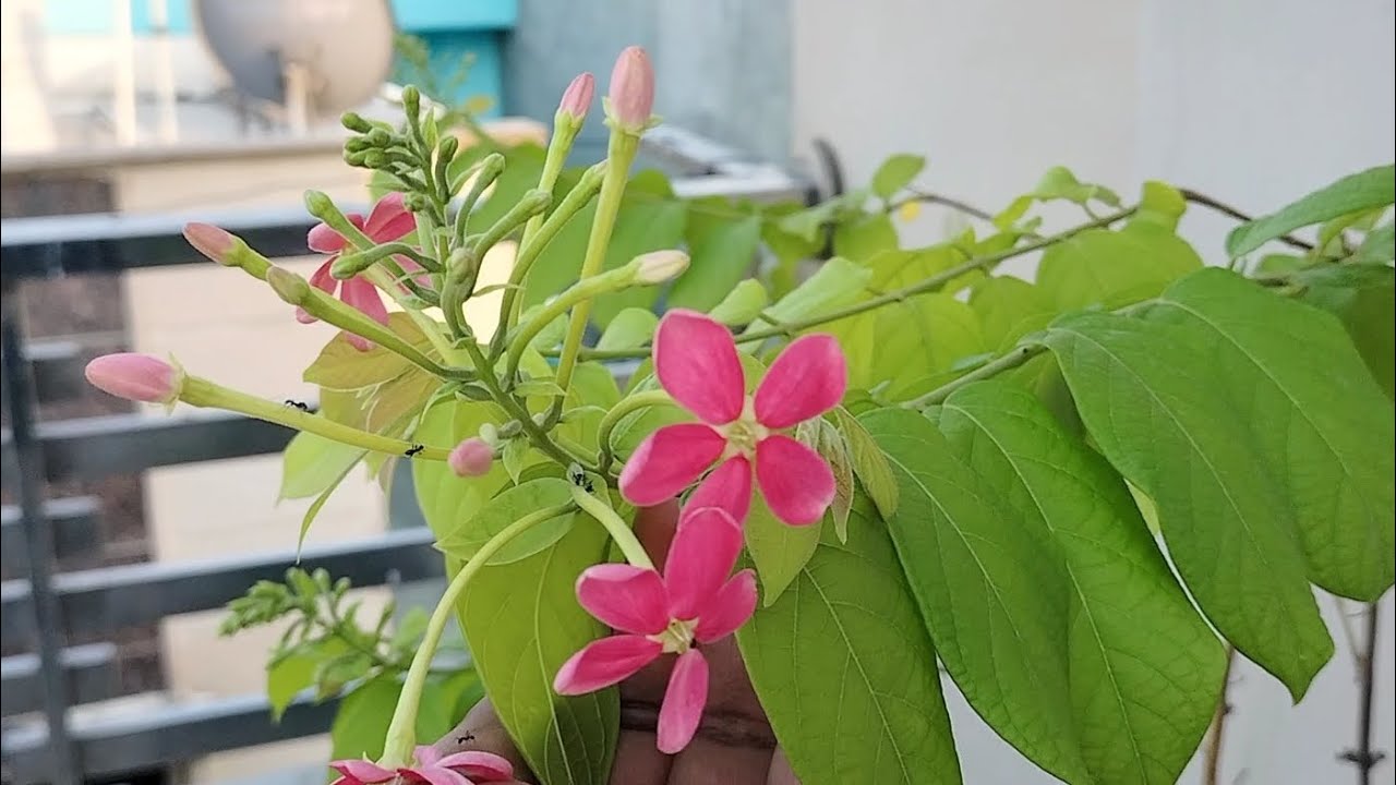 Rangoon creeper||Madhumalti secret tips for flowers||jhumka bail grow n ...