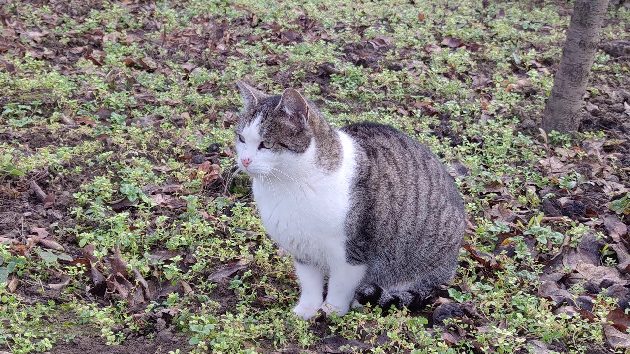 Matilda the Cat - YouTube