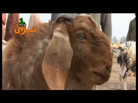 Bakra Talking Funny Punjabi Totay Tezabi Totay Punjabi Dubbing