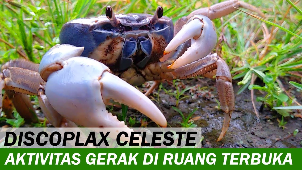 Melihat Aktifitas Kepiting Darat Discoplax celeste Kecil | Relaxing ...