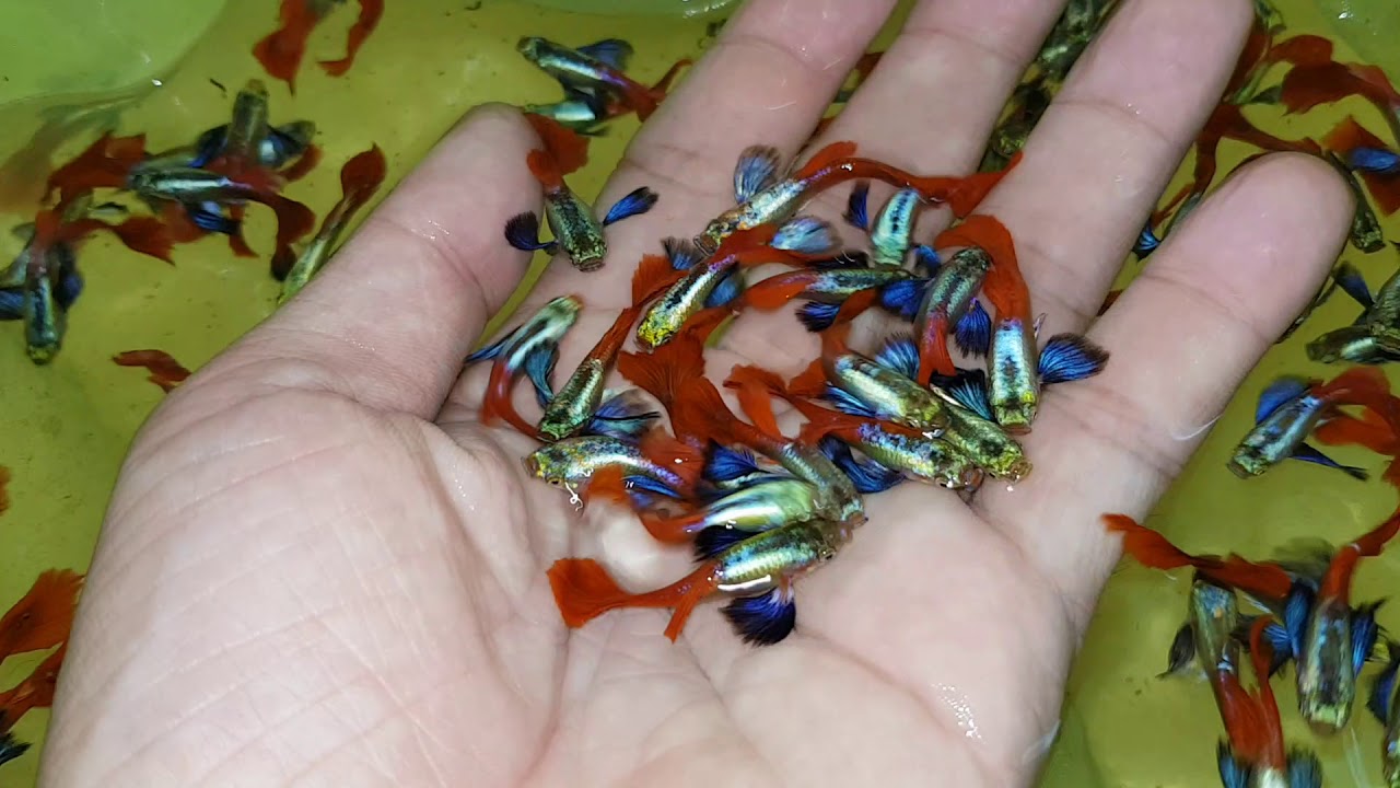 Cá bảy màu Dumbo red tail - YouTube