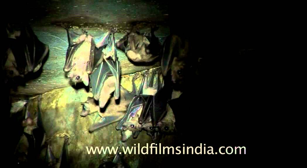 Group of bats hanging from the ceiling of a cave - YouTube