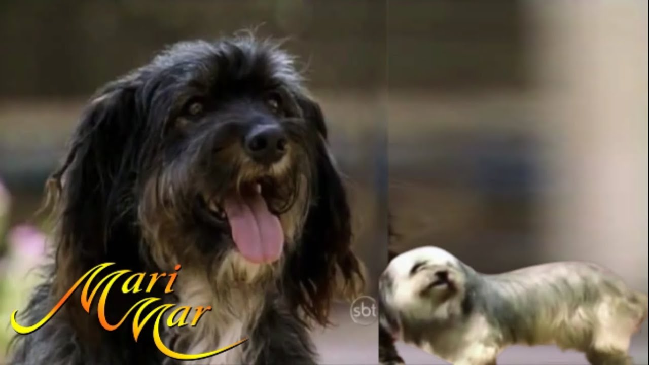 ¡Pulgoso con celos de Solavino! | Marimar - Televisa - YouTube