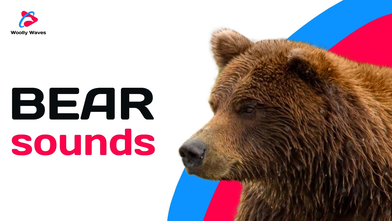 Bear sounds | Cute forest bears | As the bear growls | - YouTube