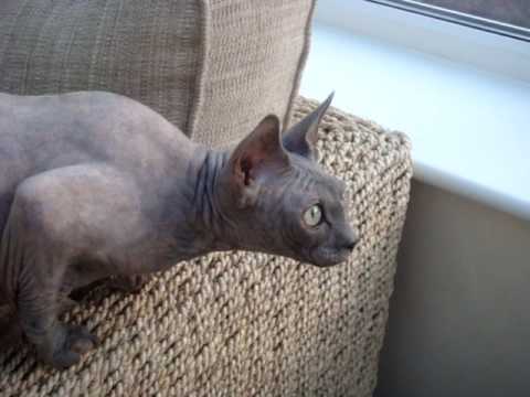 Angry Sphynx - YouTube