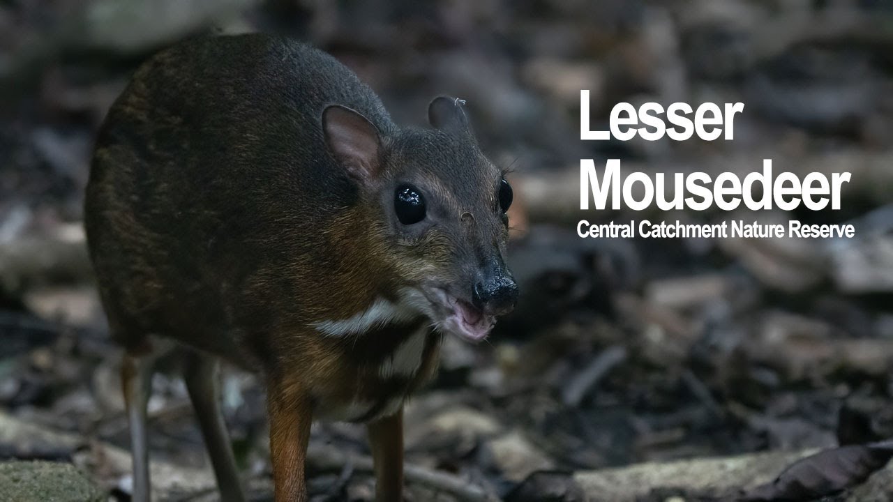 Wild Pix Singapore: Lesser Mousedeer @ Central Catchment Nature Reserve ...