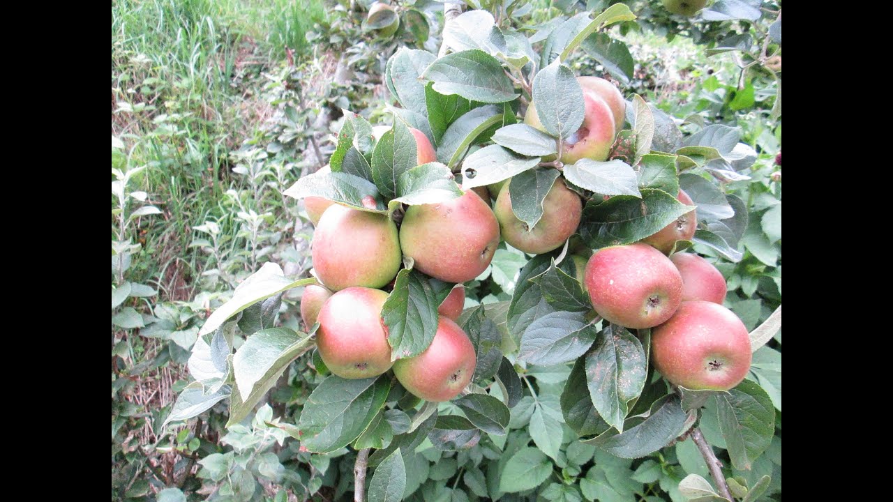 les fruits et les légumes de mon jardin, fruits and vegetables from my ...