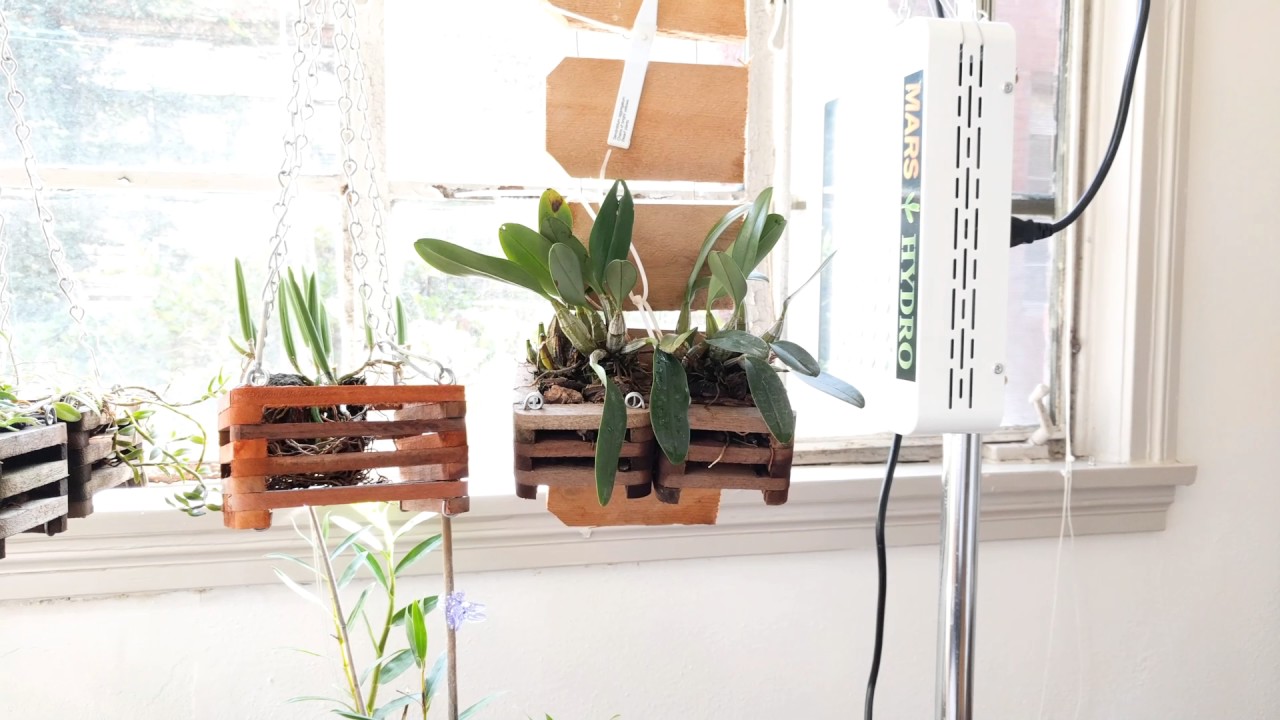 Dendrobium Winter Watering - YouTube