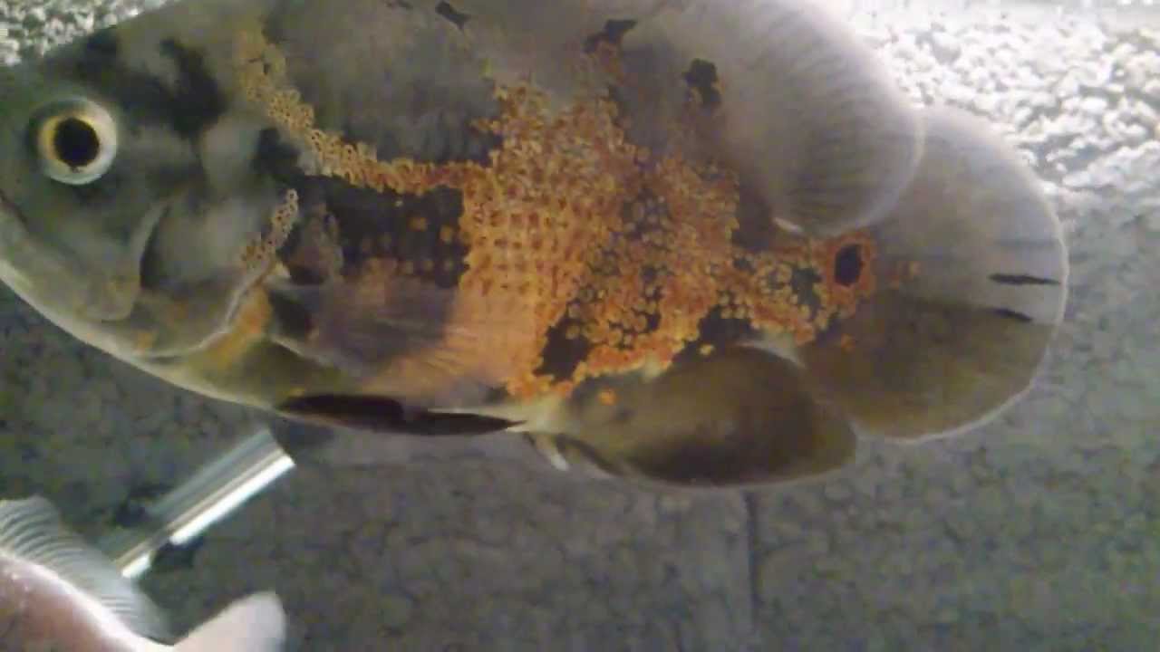 pez oscar, tiburones pangasio. carpas y tilapias - YouTube