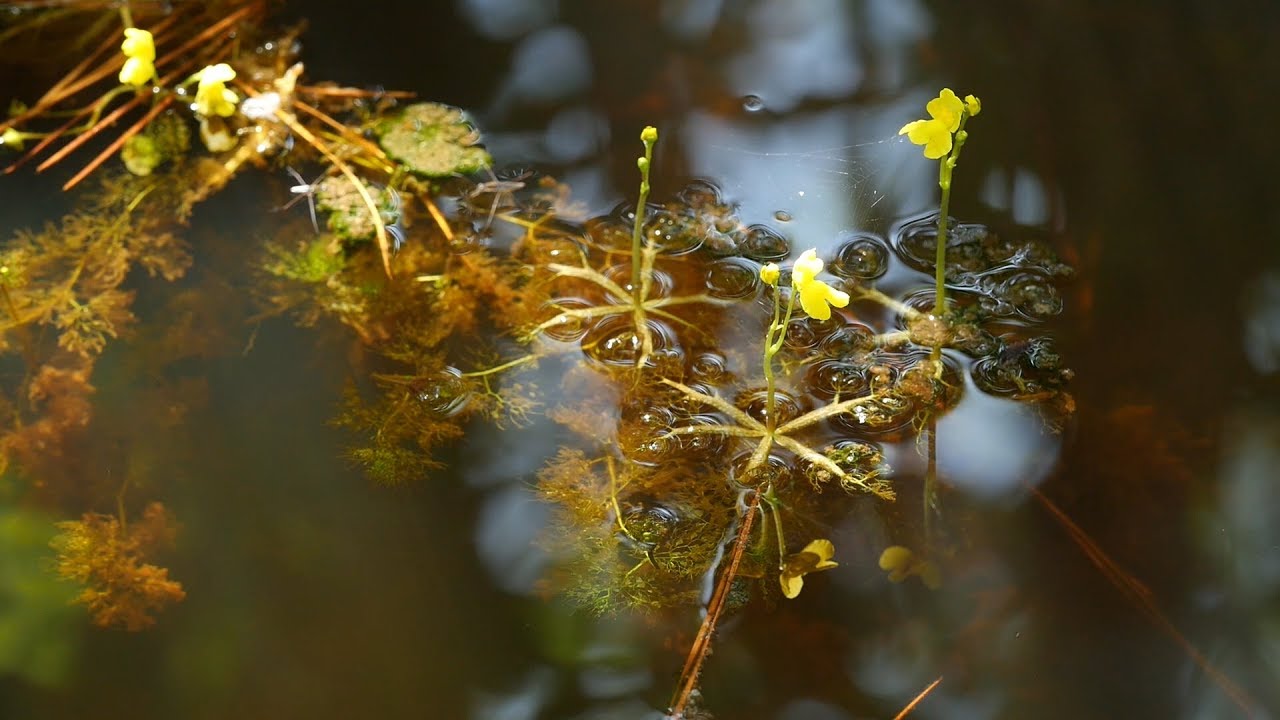 The Croatan Explorer: Carnivorous Plants of The Croatan Forest - YouTube