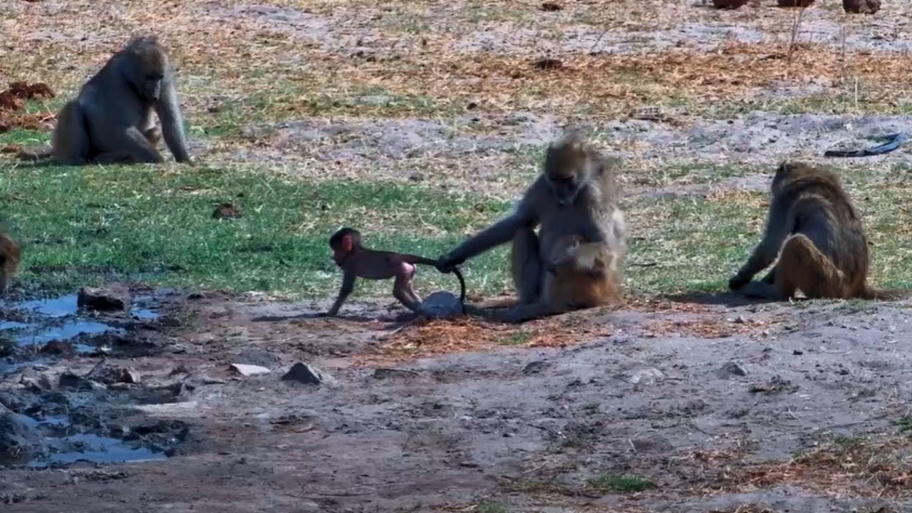 Naughty Baby Baboon Gets Caught - Then Makes a Run for It! - YouTube