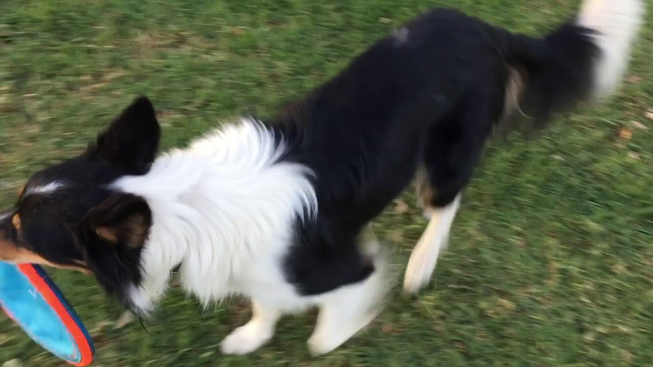 Two Dogs playing frisbee - YouTube