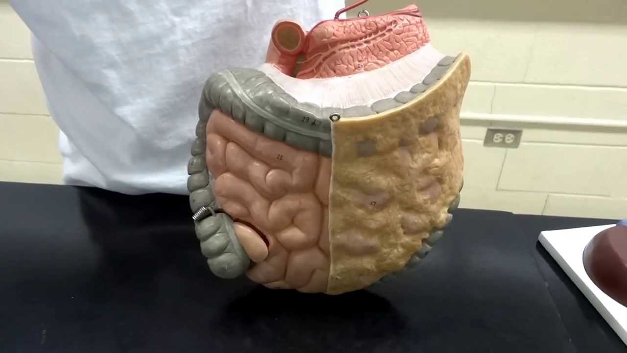 Digestive system: Part 3 - Lower GI - YouTube