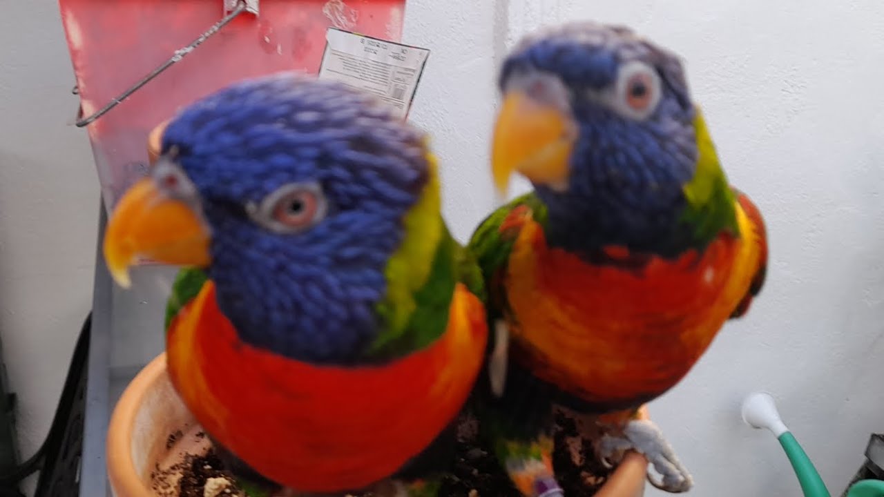 MERIENDA Y BAÑO DE LORIS EN EL FRESCO #LORIS #LOROS #PAJAROS #AVES ...