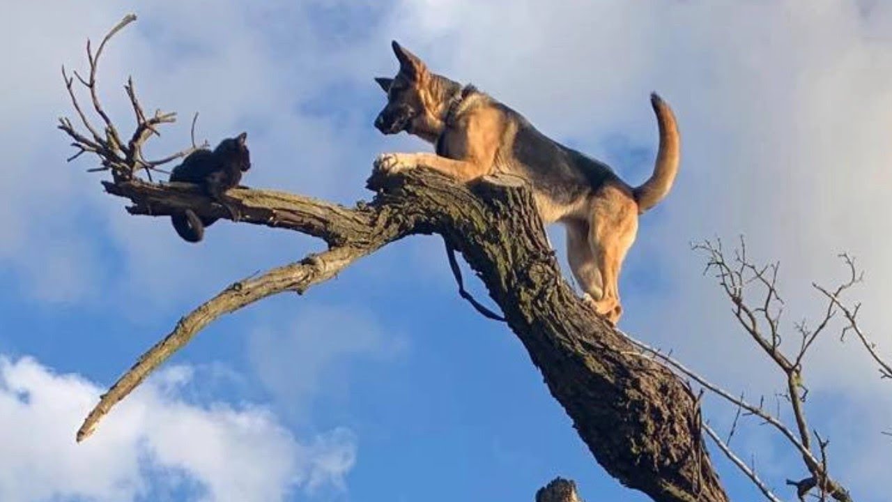 10 Hours of Dog Barking with Blue Screen. Most attractive color for ...