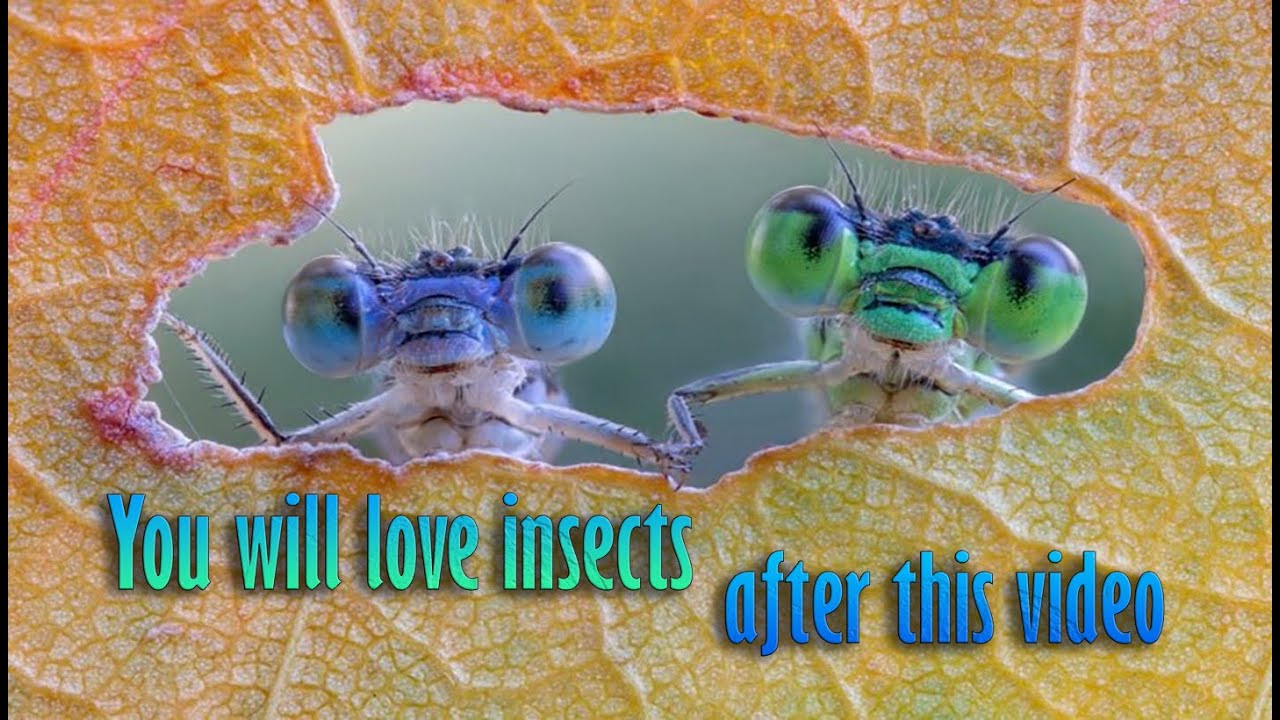 You will never be afraid of insects again after this video 🦋🐜 - 10 ...