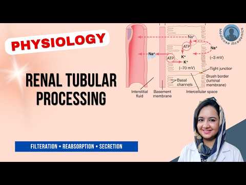 Renal Tubular Processing, Transport Maximum & Renal Threshold