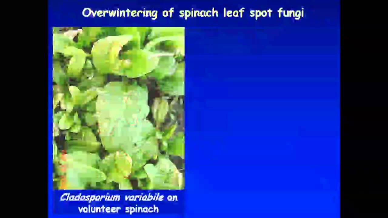 Managing Seed-Borne Diseases in Seed Production - Part 2 (Lindsey du ...
