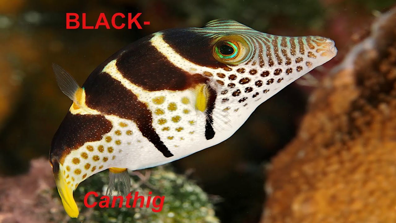 Black Saddled Toby - Canthigaster valentini - YouTube