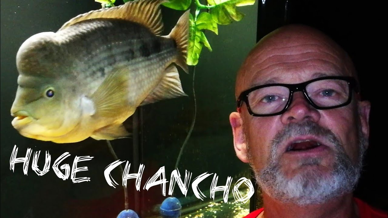 Red devil cichlid, huge chancho, Amphilophus species update. - YouTube