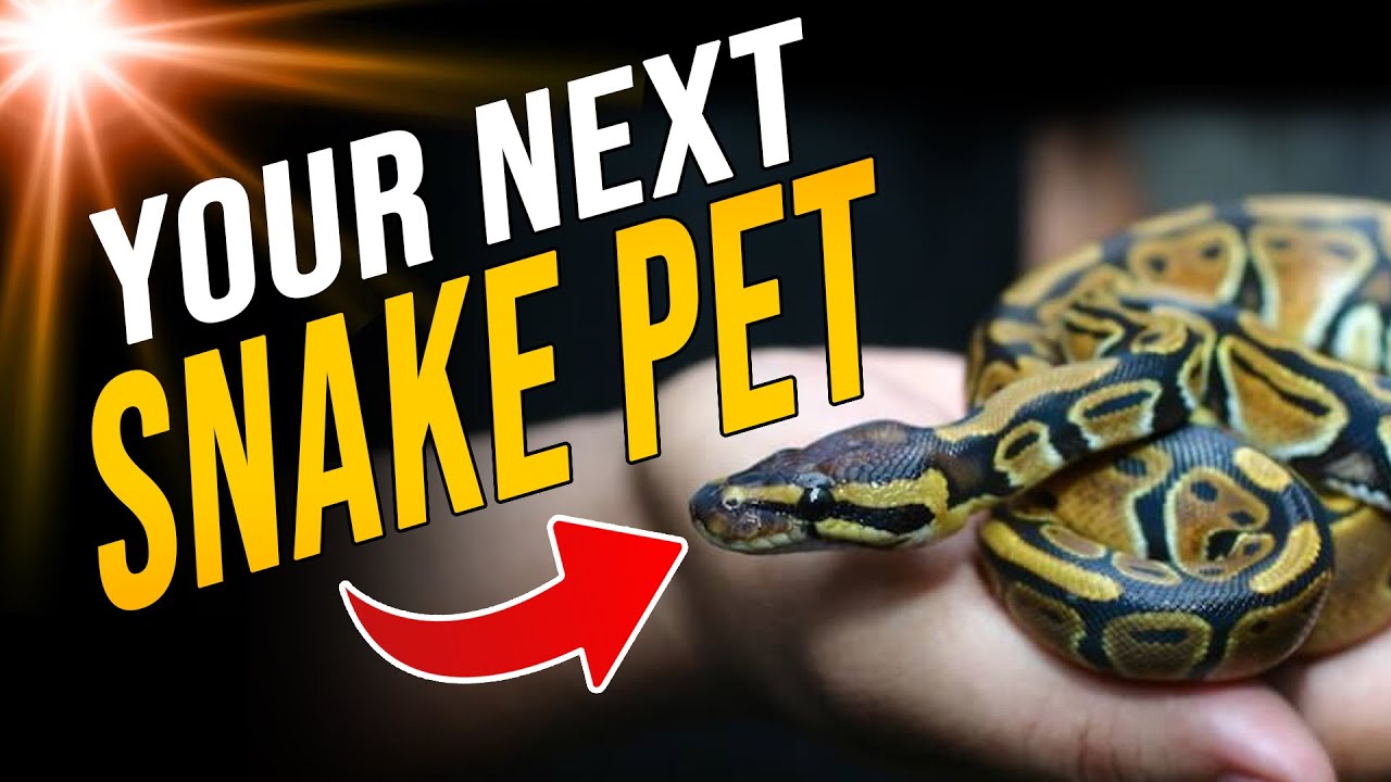 The 10 Friendliest Pet Snakes You Can Own! - YouTube