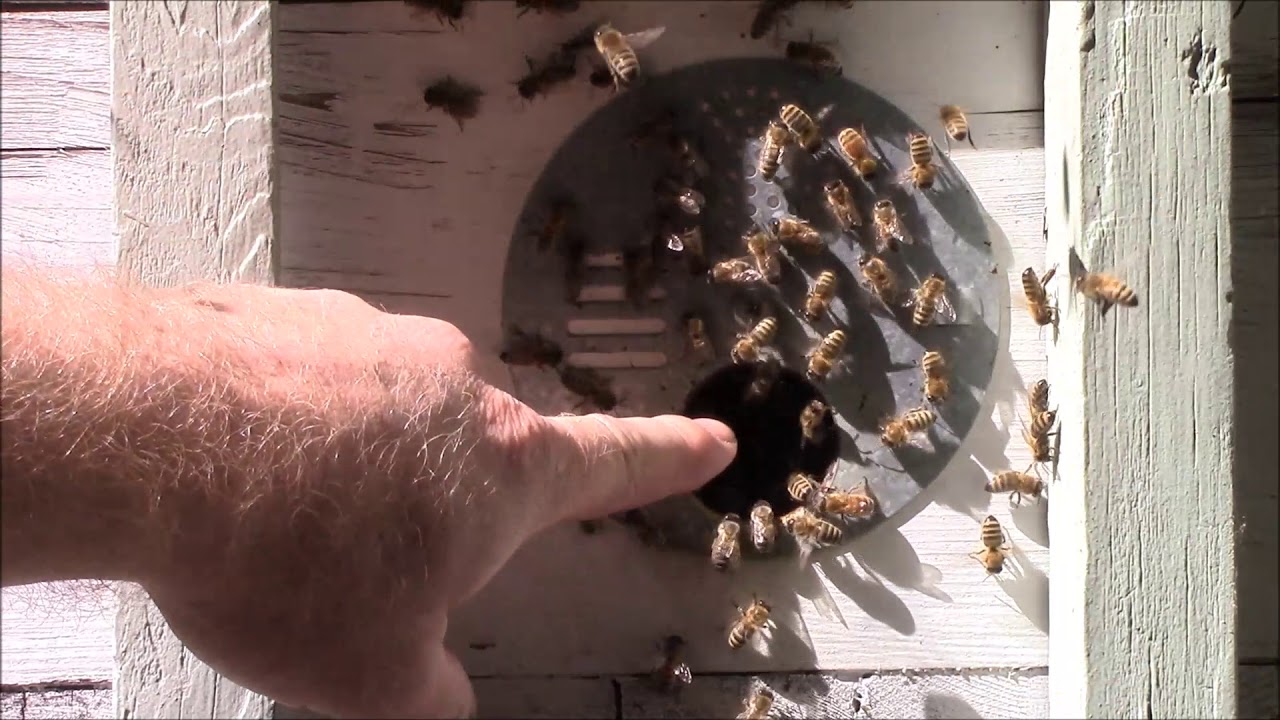 How to Inspect a Hive without Opening it - YouTube