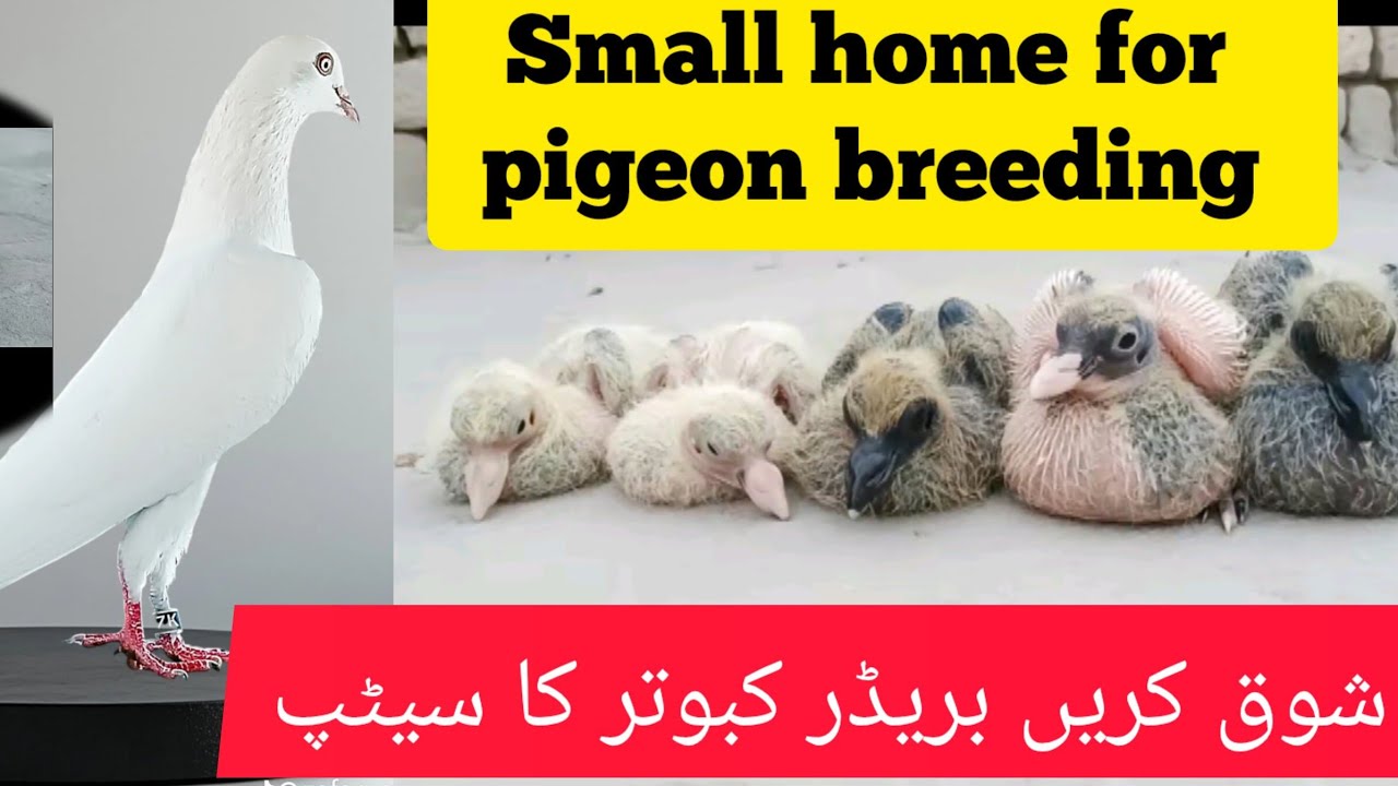 small pigeon breeding setup | kabuter bazi | kabuter | low flying ...