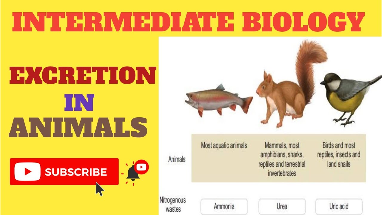 EXCRETION in Animals|| 2nd Year Biology - YouTube