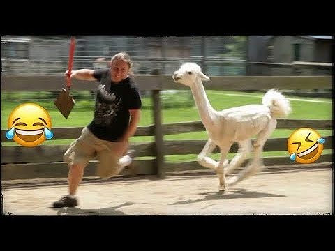 You won't believe what this animal will do... Funny Animals Chasing ...