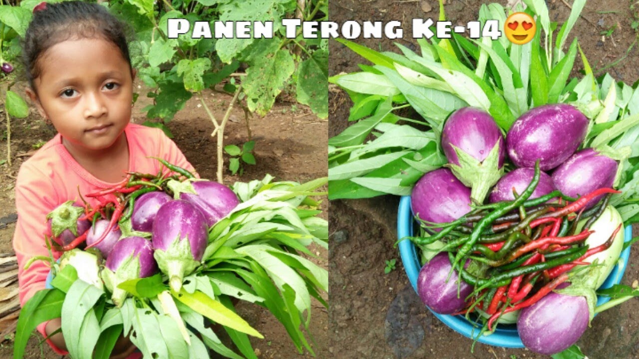 Eps. 34 Gardening || Panen Terong Ke-14 With Larasati😍, Layu Bakteri ...