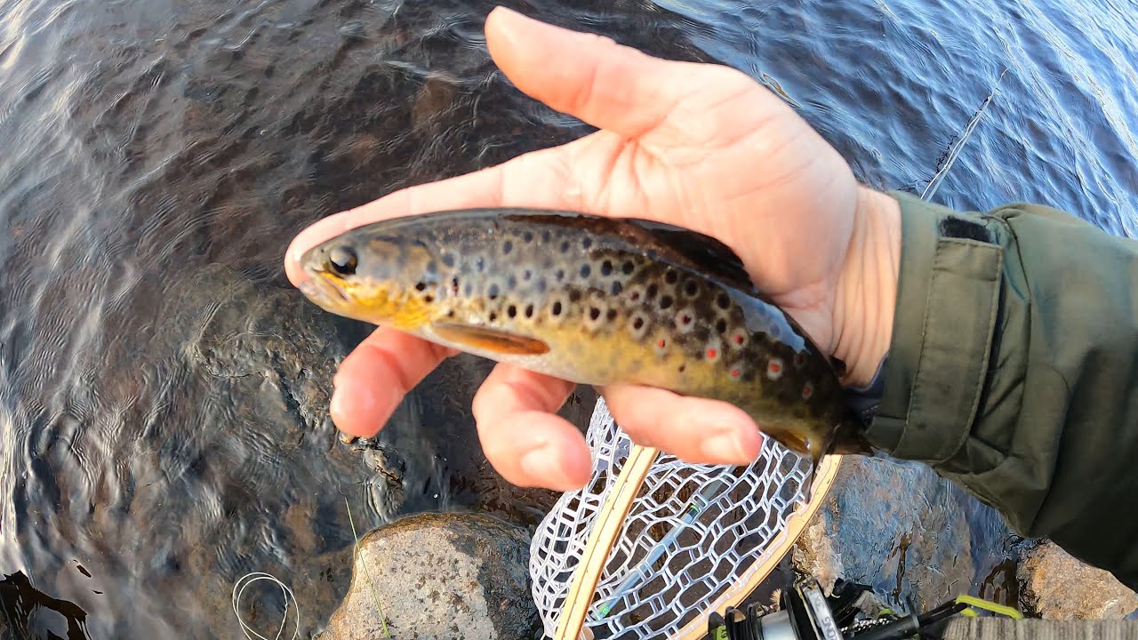 Flyfishing for Brown Trout at Loch Voe, Shetland, Scotland, UK |#fish # ...