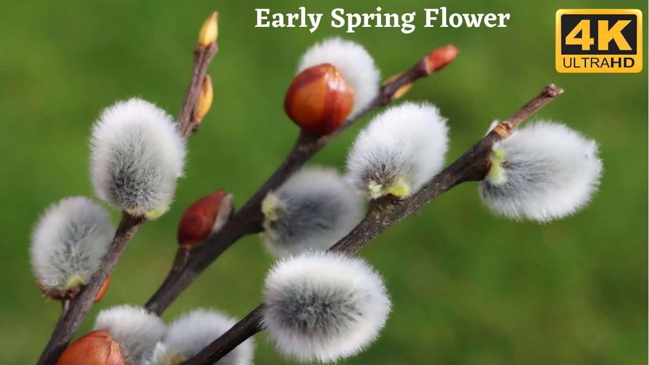 FLUFFY WILLOW - THE EARLY SPRING FLOWER AND THE BEAUTY OF NATURE 4K UHD ...