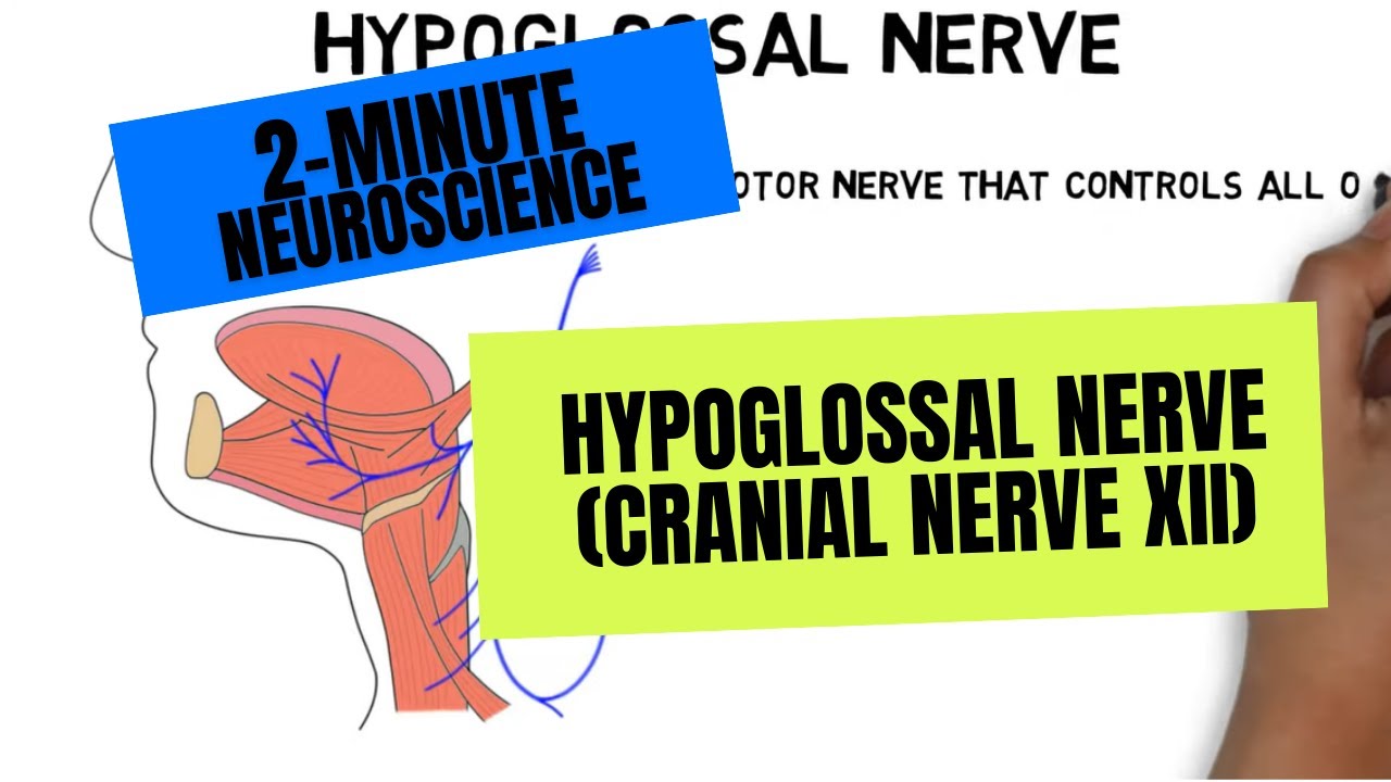 2 Minute Neuroscience Hypoglossal Nerve Cranial Nerve Xii Youtube