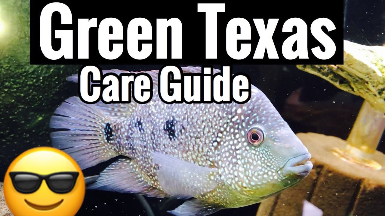 Carpintis Green Texas Cichlid Care - Size & Aggression - YouTube