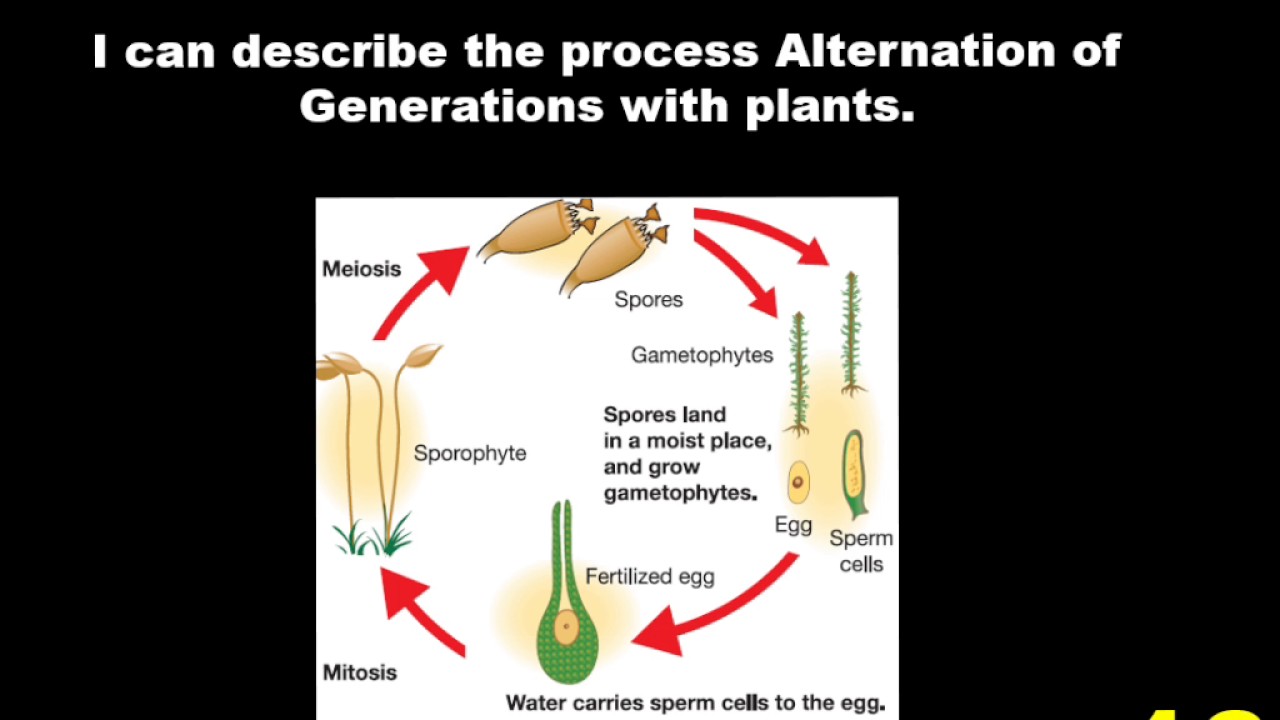 intro to alternation of generations - YouTube