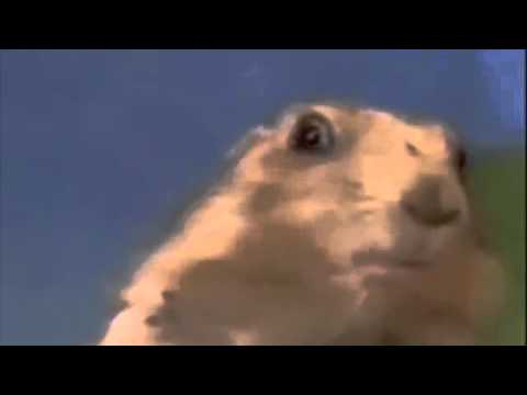 De Nalgas - Ardilla dramática - YouTube