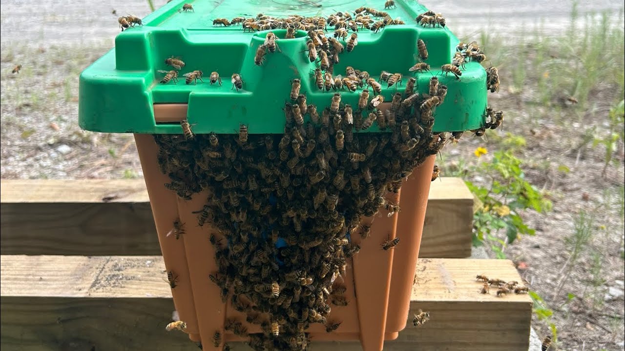 Defensive bees follow up! - YouTube