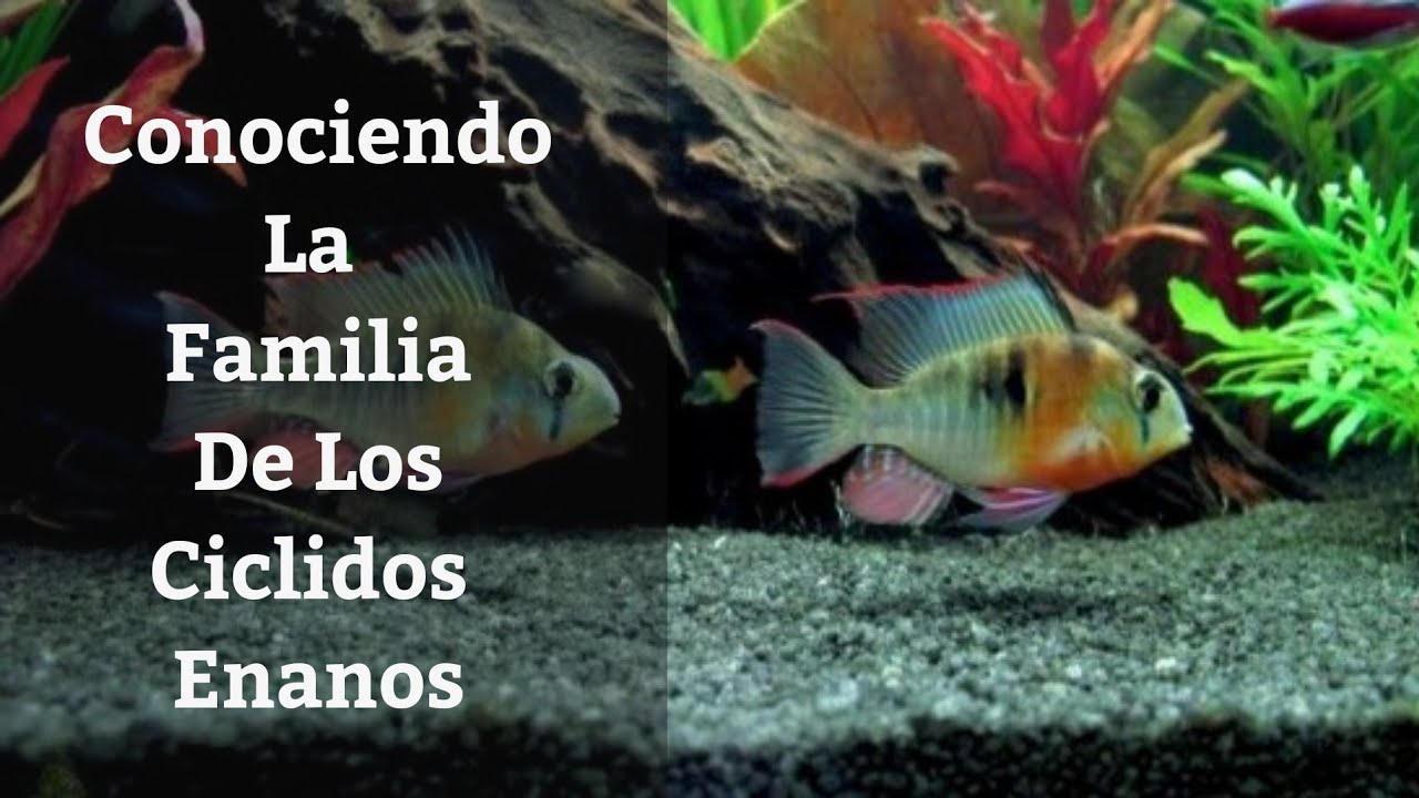 🔵 Conociendo La Familia De Los Ciclidos Enanos,Guía De Peces Ciclidos ...