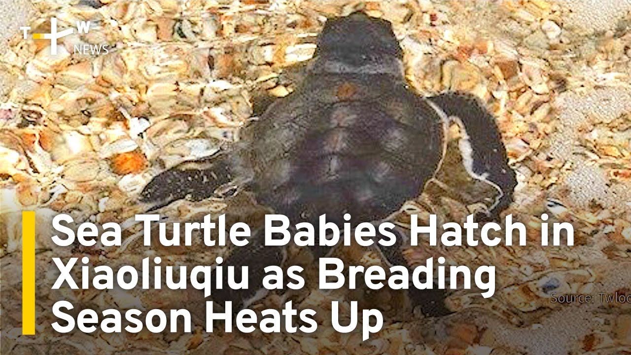Sea Turtle Babies Hatch in Xiaoliuqiu as Breading Season Heats Up ...