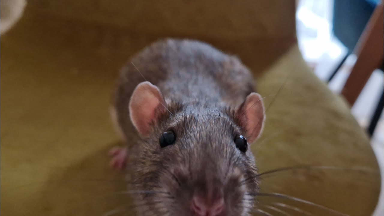 Best friends ratties - YouTube