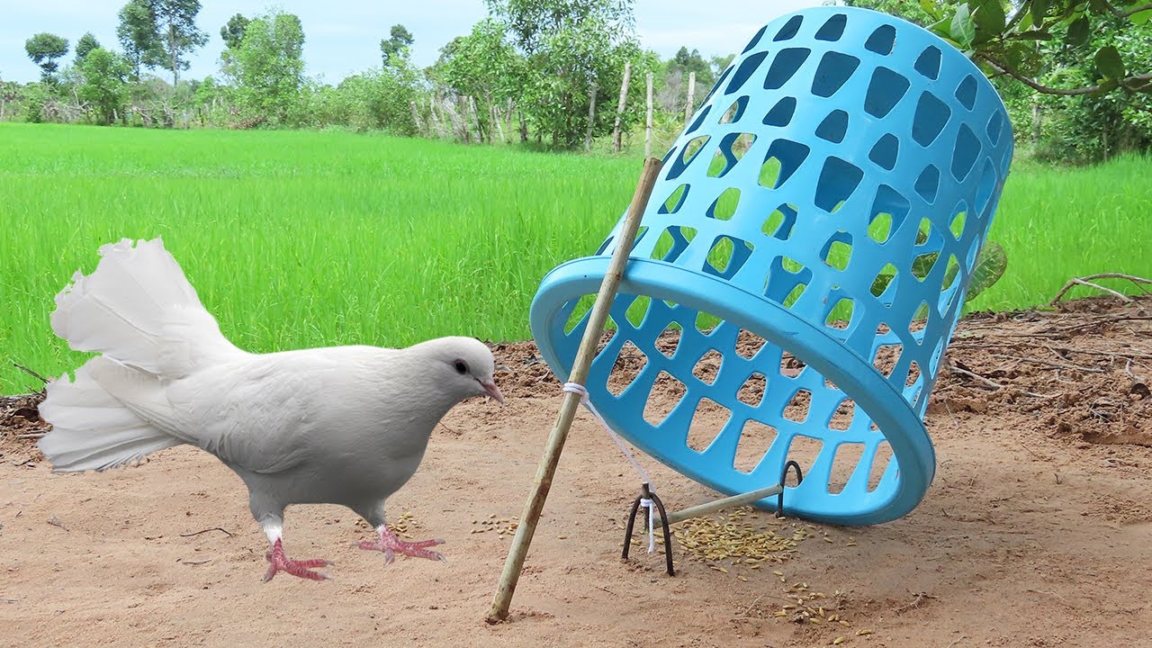 Easy Installing Bird Trap Using Basket And Woods - Simple Pigeon Trap ...