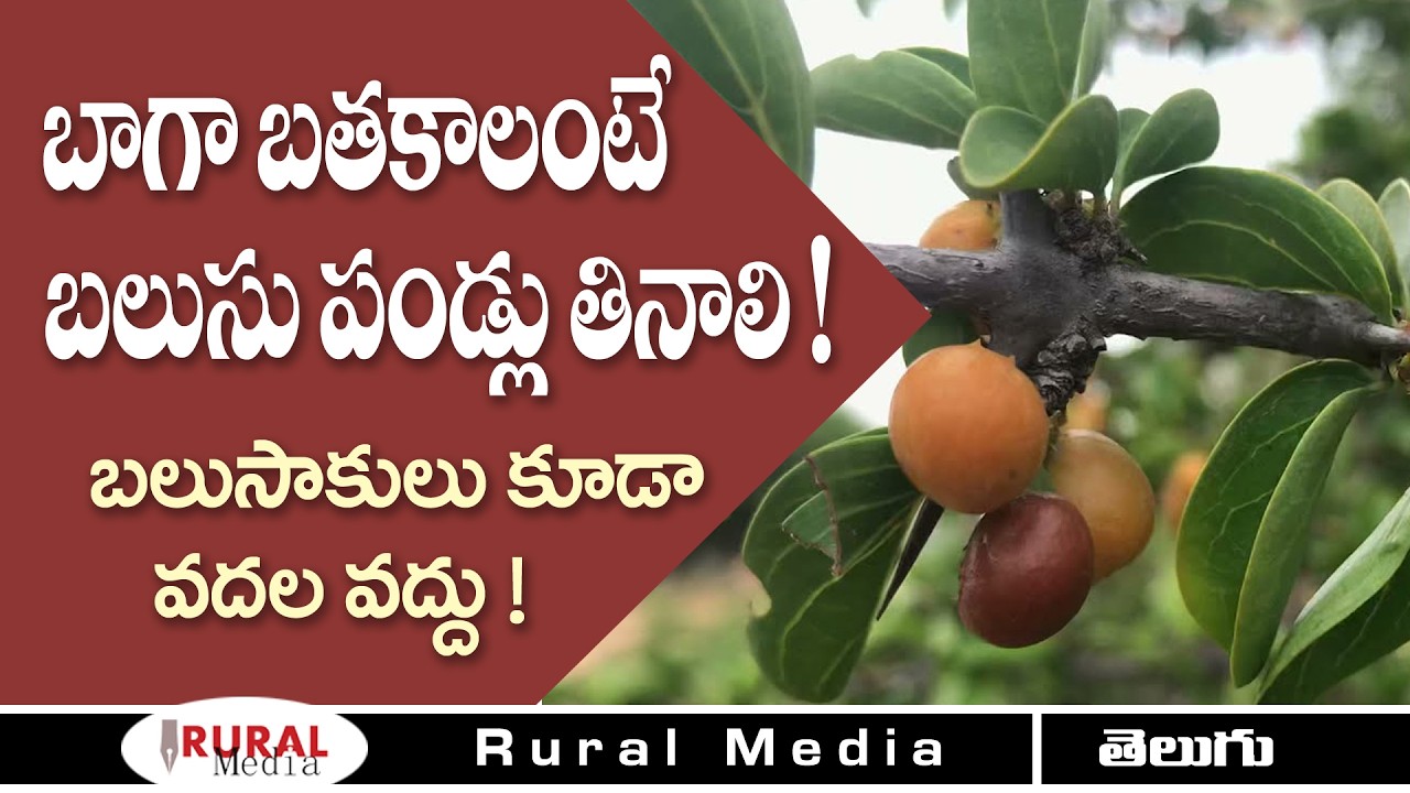 The Amazing Benefits Of Balusaaku | Balusu pandlu uses | Balusa chettu ...
