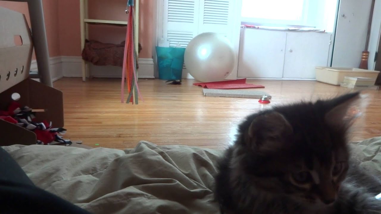 Kitten ATTACKS Camera! - YouTube