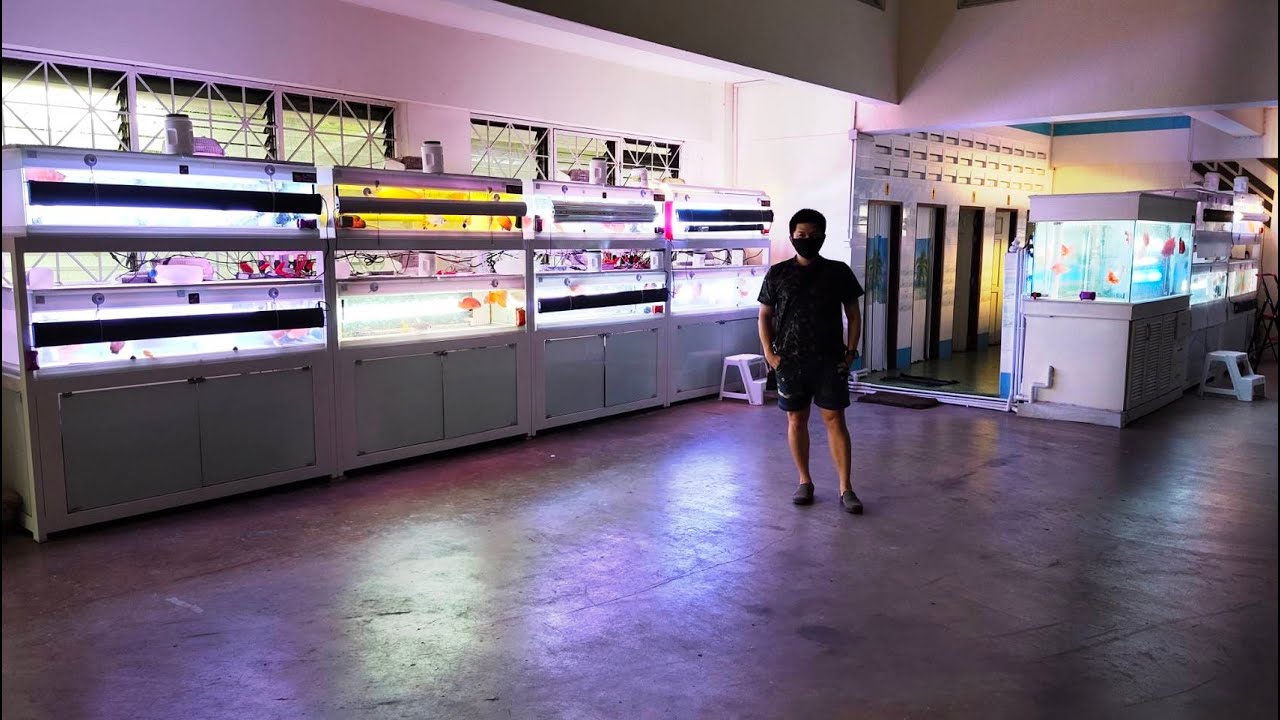 Dee บางบอน - Update ปลาสวยที่บ้านคุณดี้ Aro Plus ปลาเยอะ แดงดี สีจี๊ดจ๊าาดดดด (ไปแอบดูพี่คิงแดง ...