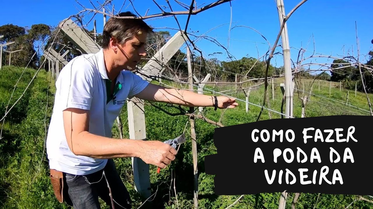 Aprenda a fazer a poda da videira! - YouTube